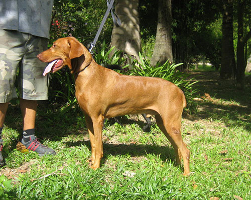 Gallery - The Dogfather, Koh Samui, Thailand