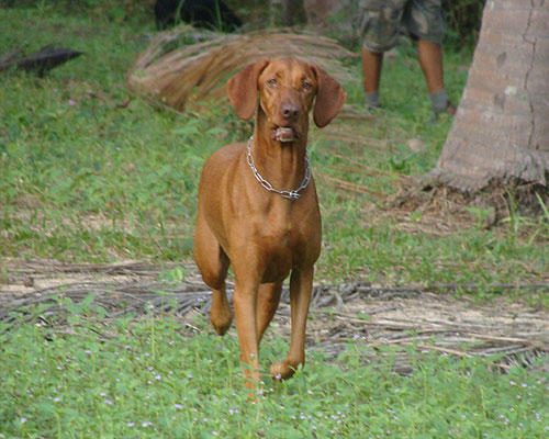 Gallery - The Dogfather, Koh Samui, Thailand