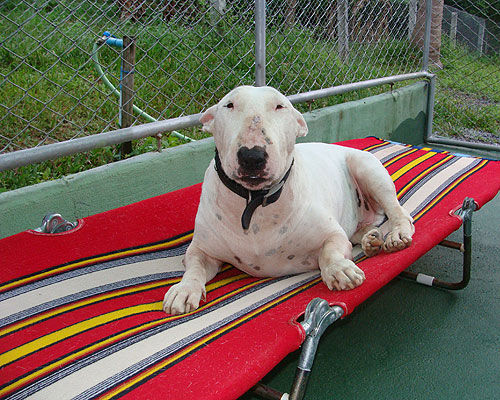 Gallery - The Dogfather, Koh Samui, Thailand