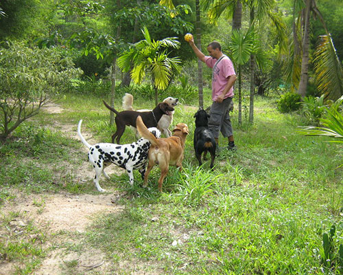 Gallery - The Dogfather, Koh Samui, Thailand