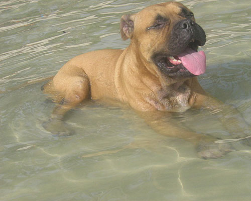 Gallery - The Dogfather, Koh Samui, Thailand