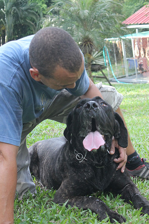 Gallery - The Dogfather, Koh Samui, Thailand